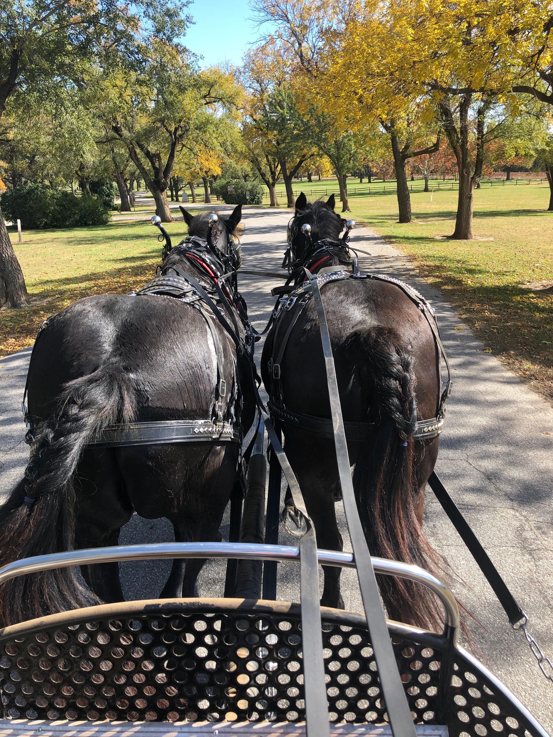 Carriage Rides - Wild Heart Carriages