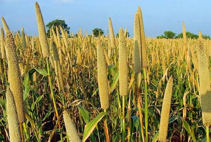Aquin: les pucerons menacent la culture du petit mil
