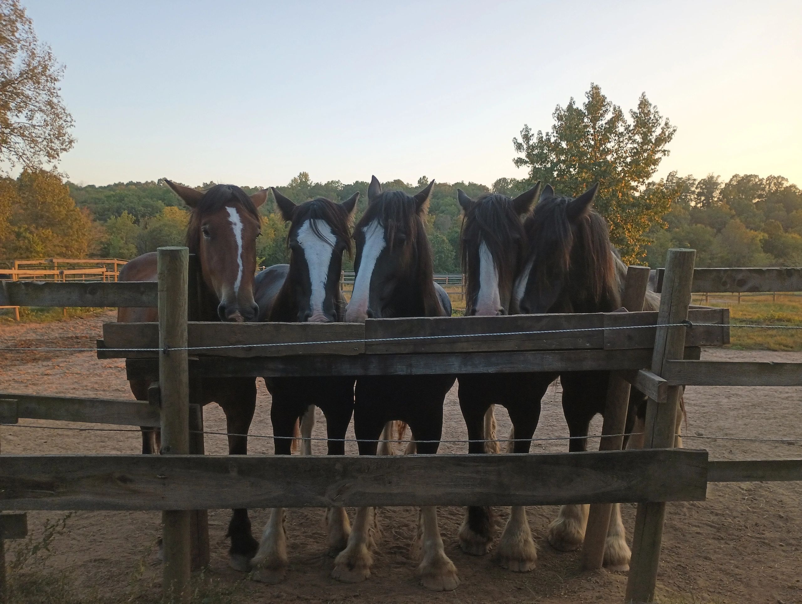 Beautiful Shire Horses at Summits Valley