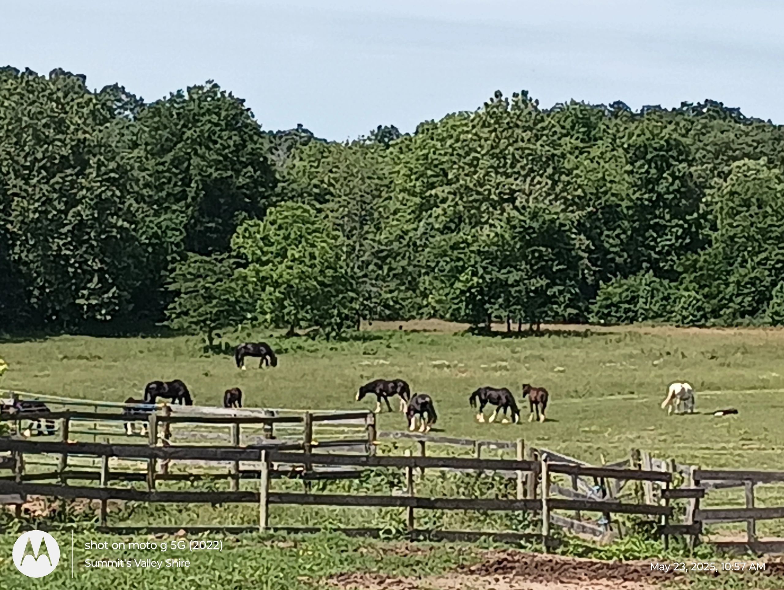 Beautiful Shire Horses at Summits Valley