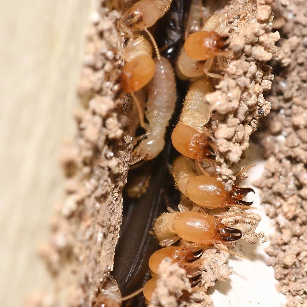 TERMITES #2