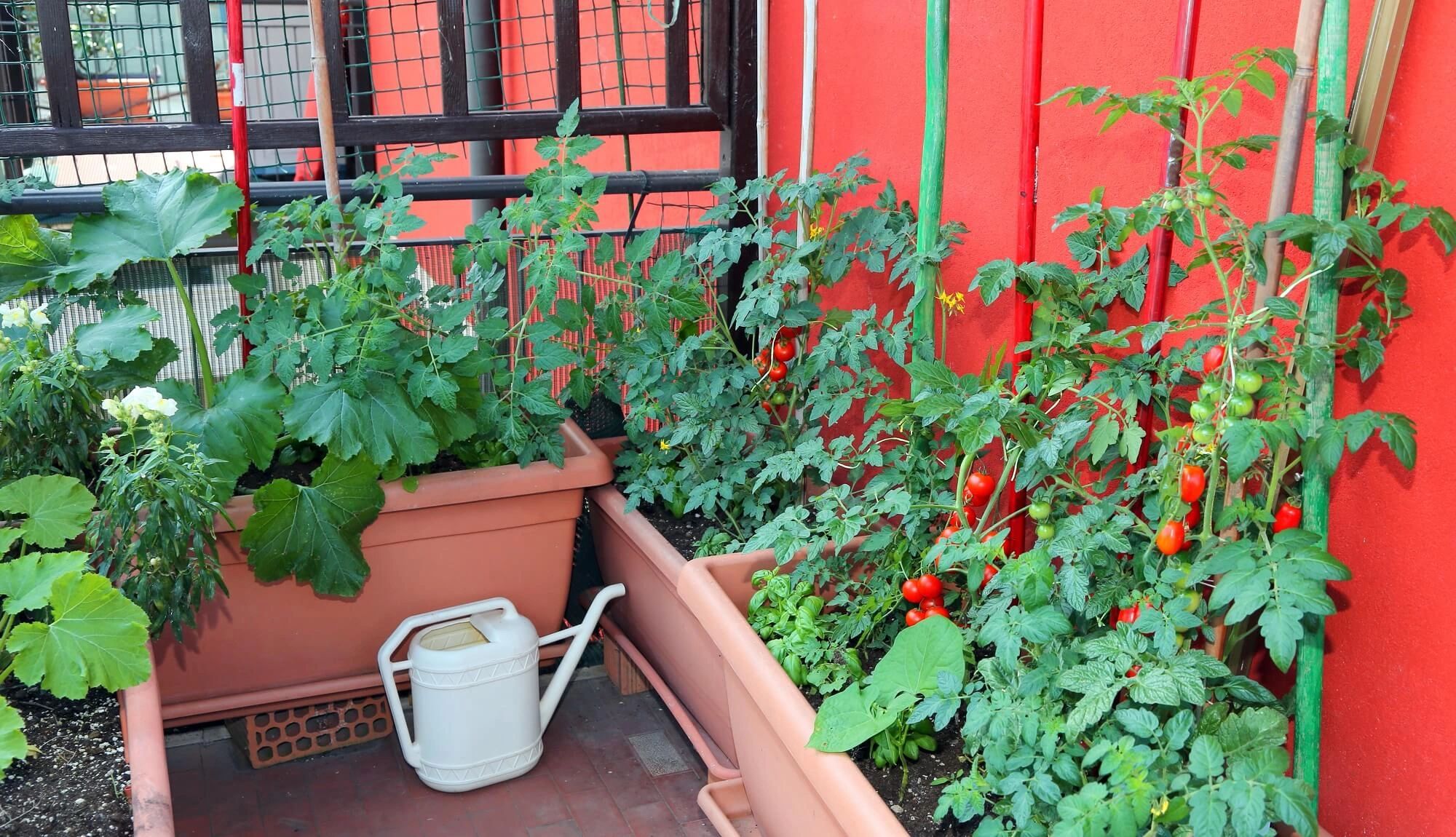 BUILD YOUR OWN VEGETABLE GARDEN AT HOME!