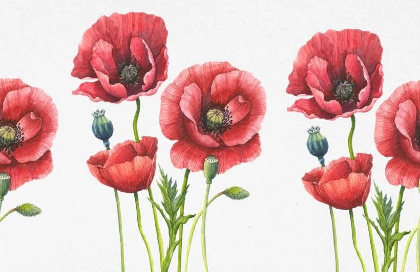 HOW THE POPPY BECAME THE SYMBOL OF FALLEN SOLDIERS