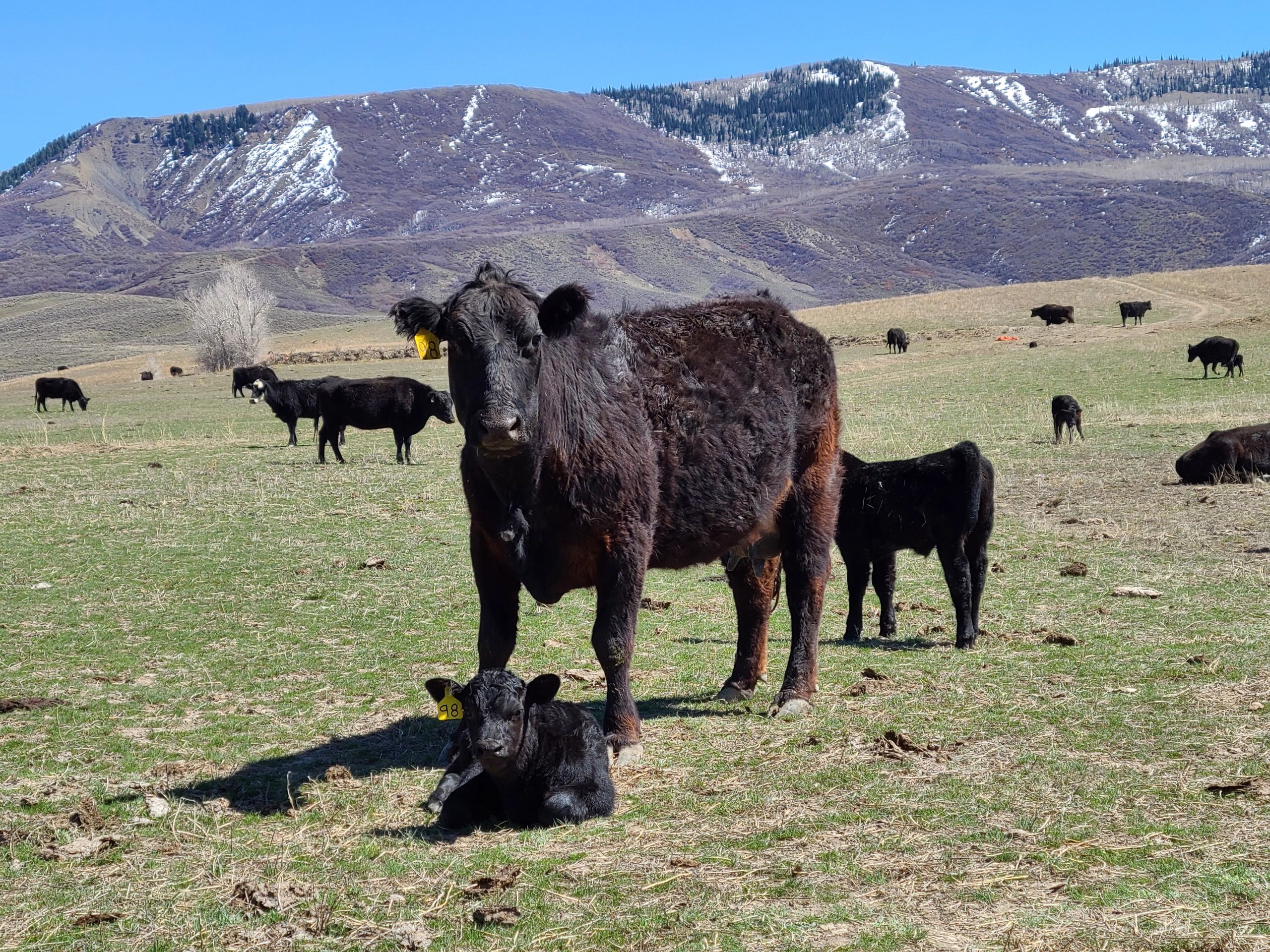 Winslett Ranch Meat Company