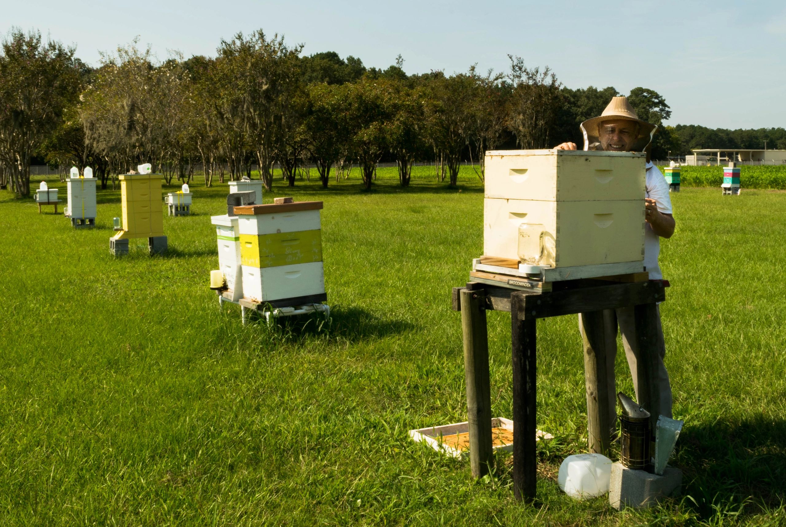 Charleston Community Bee Gardens - Beekeeping, Bee Hives, Bee Removal
