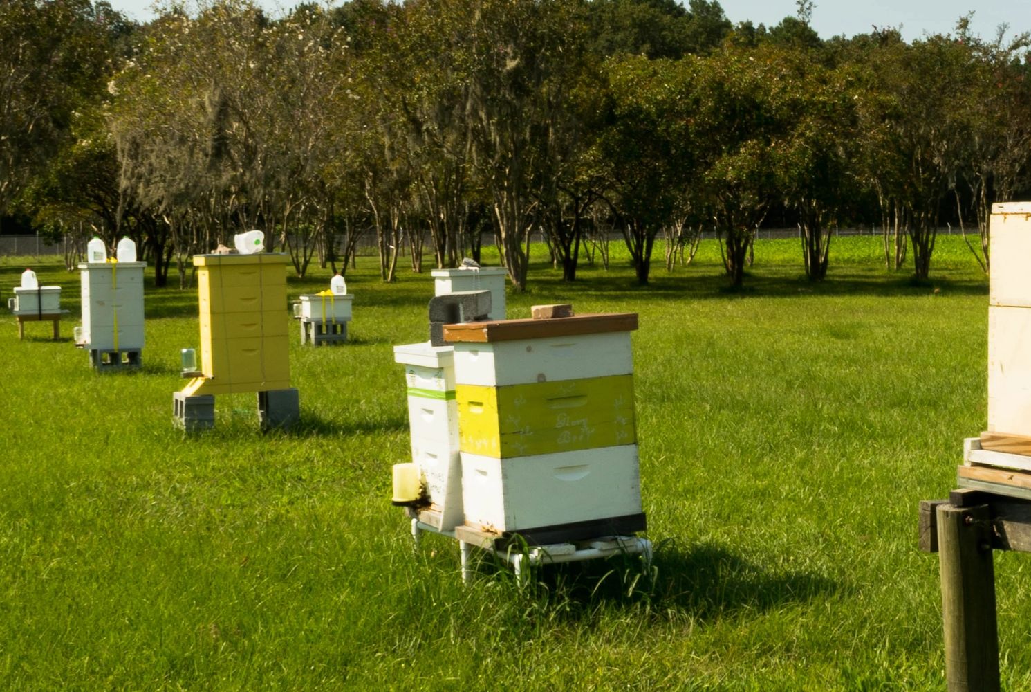 Charleston Community Bee Gardens - Beekeeping, Bee Hives, Bee Removal