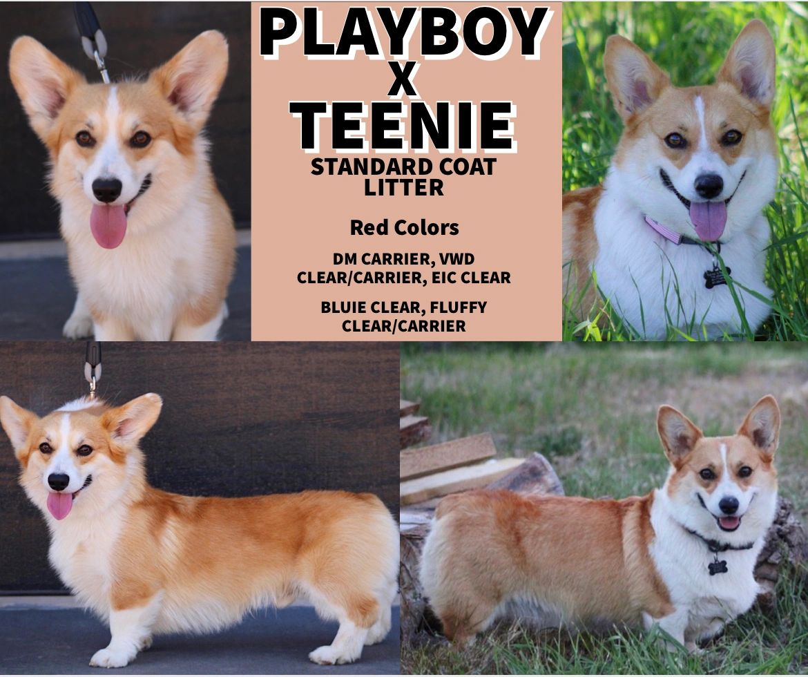 TEENIE LITTERS | Curbys Corgis
