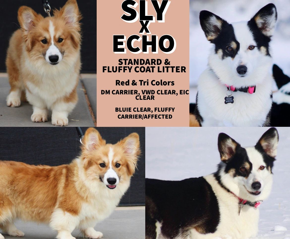 ECHO LITTERS | Curbys Corgis