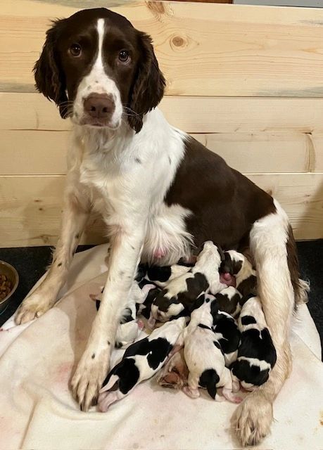 Kettle River Kennels