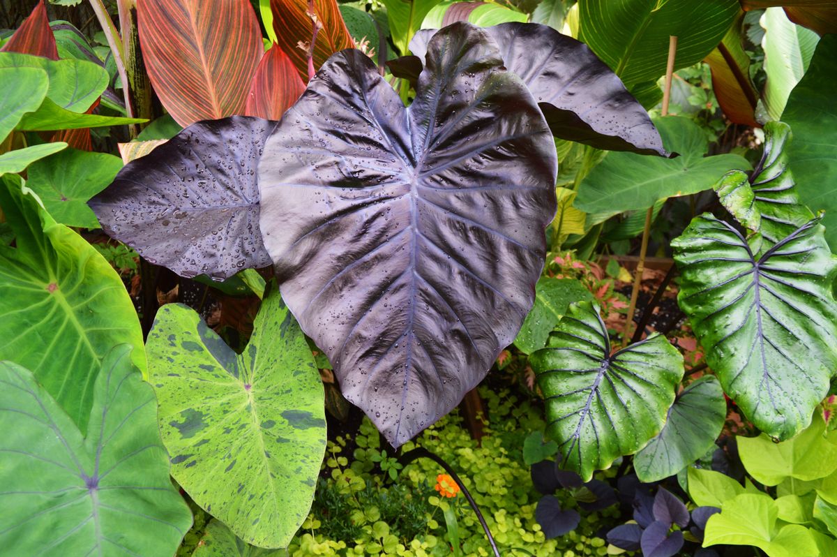Colocasia DIAMOND HEAD - pot 6LT