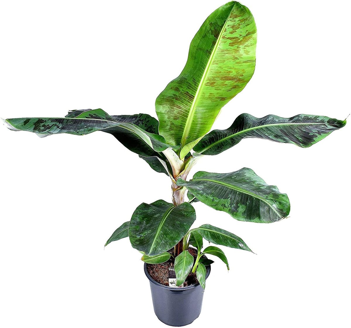 Bananier Dwarf Cavendish Fruitier - pot de 10''