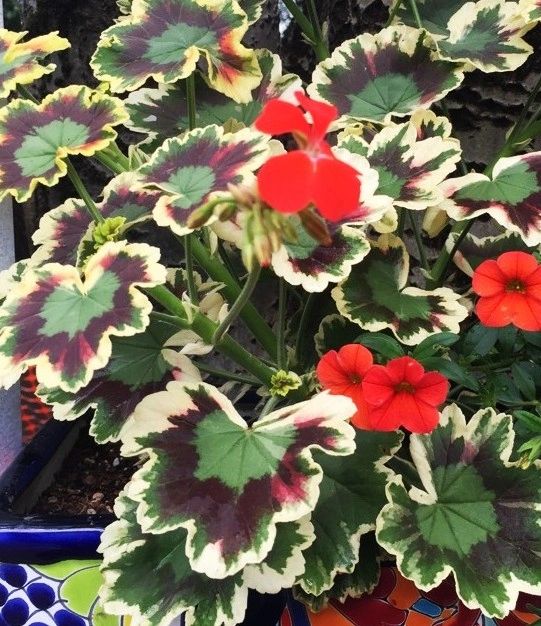 Geranium Mrs Pollock