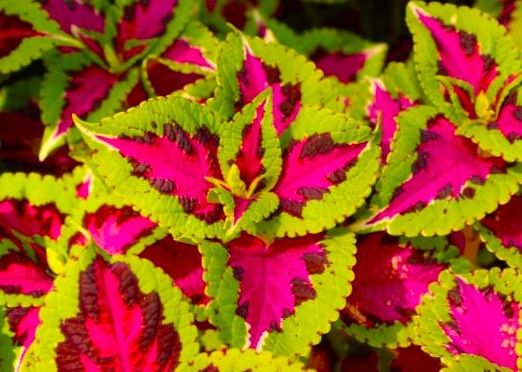 COLEUS FRENCH QUARTER