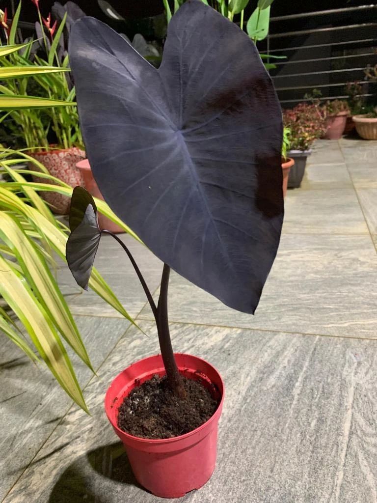 Colocasia DIAMOND HEAD - pot 6LT
