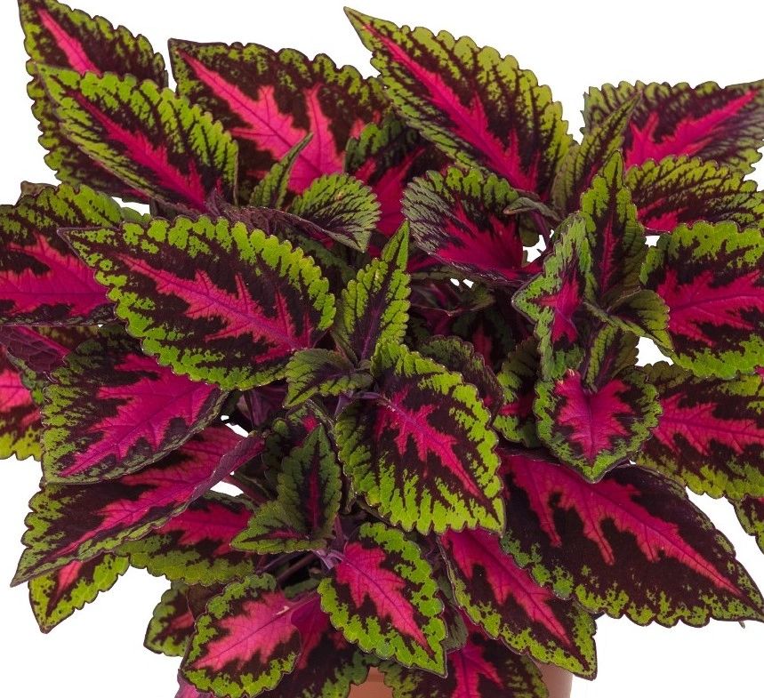 Coleus Main St Ruby Road