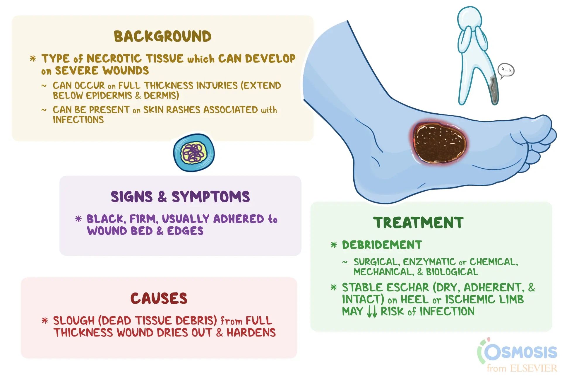 Understanding Eschar: Clinical Implications and Best Practices