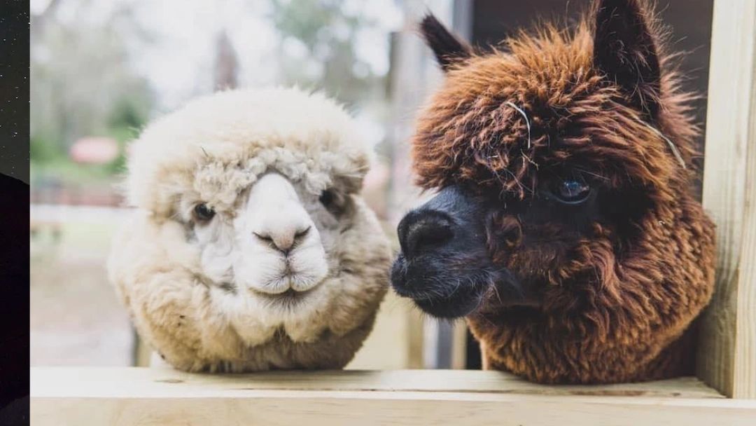 Explore Our Farm Tour: Alpaca Encounter at Shady Rest