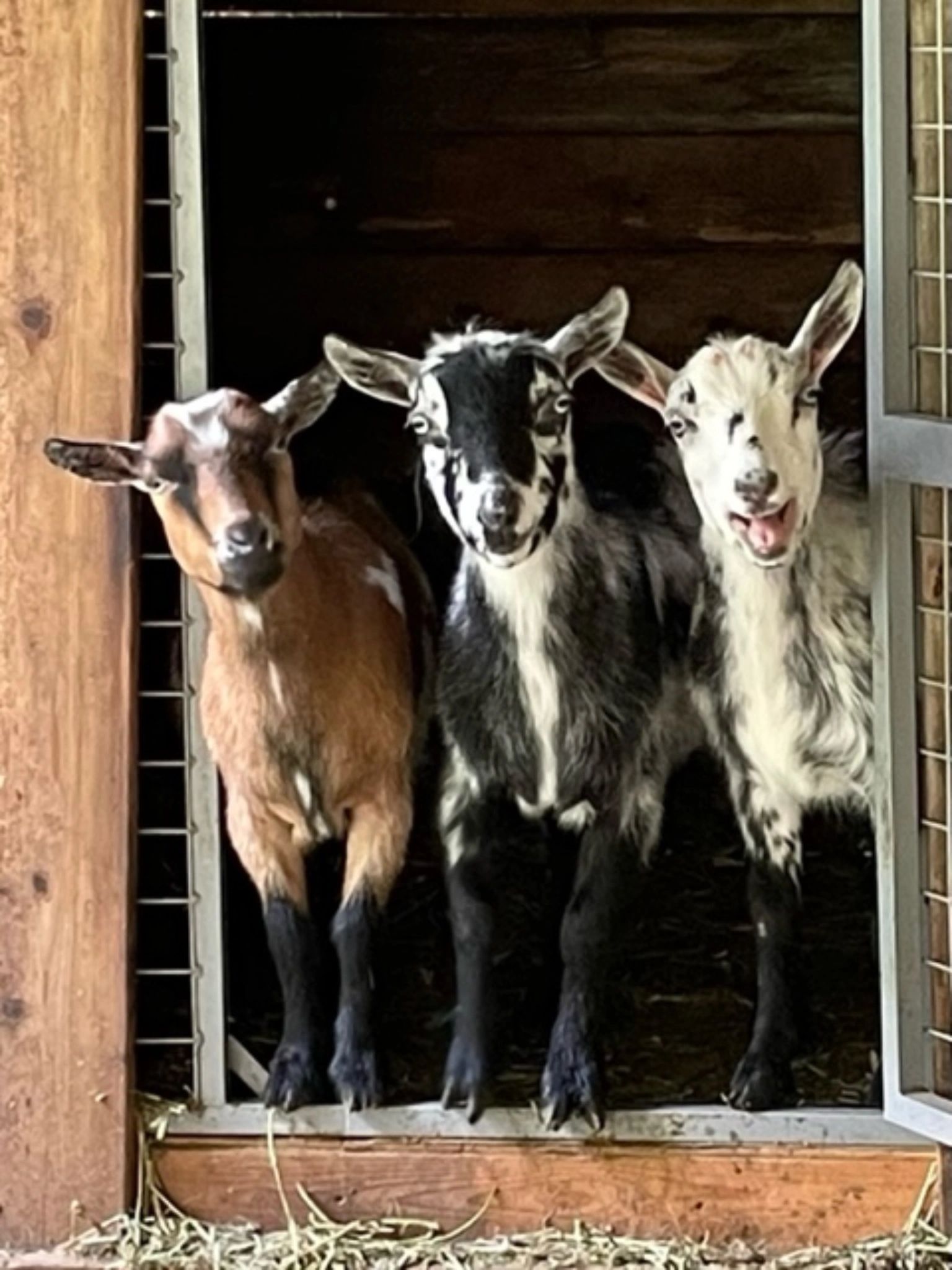 The Hatching Experience