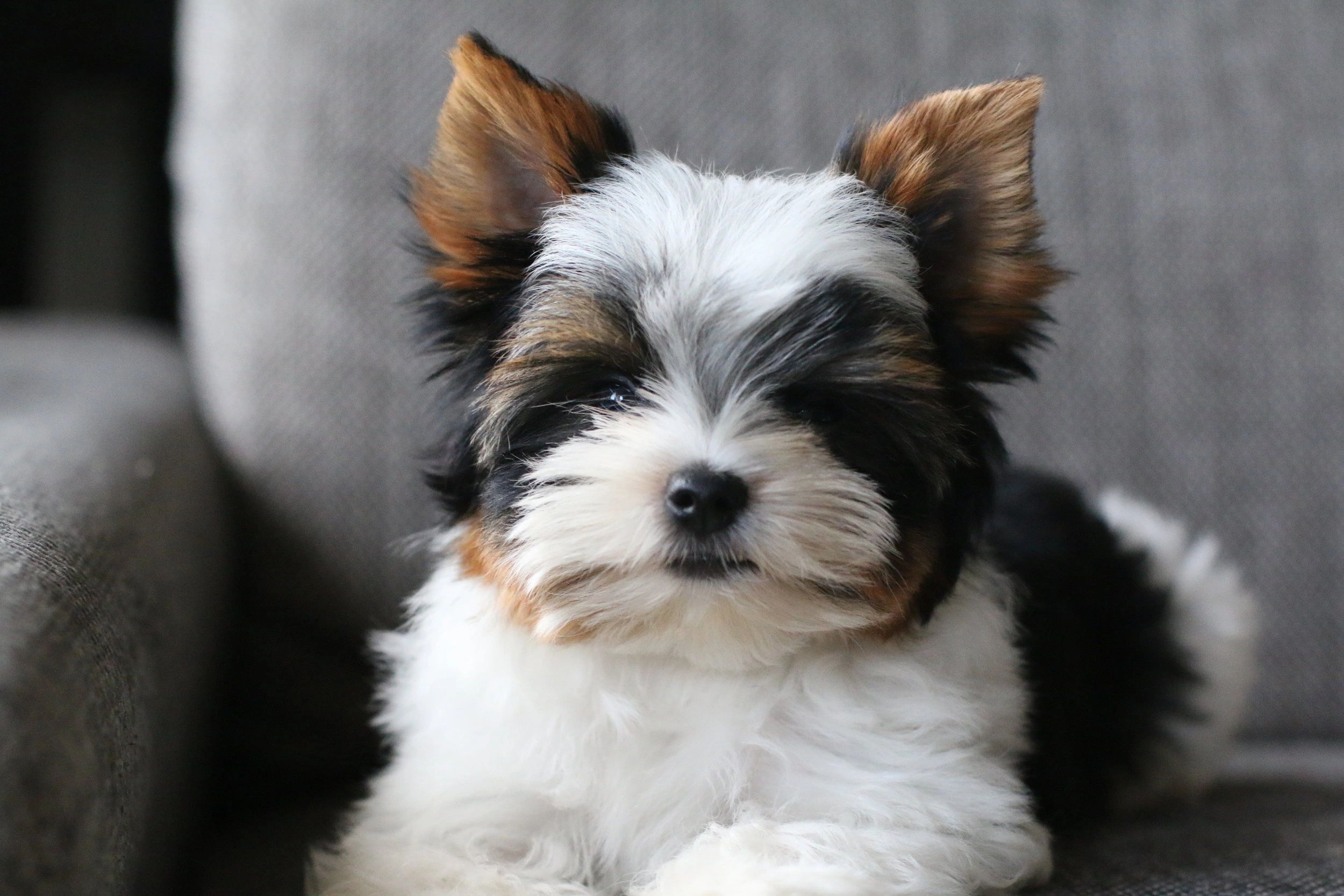 Yorkies by Mimi