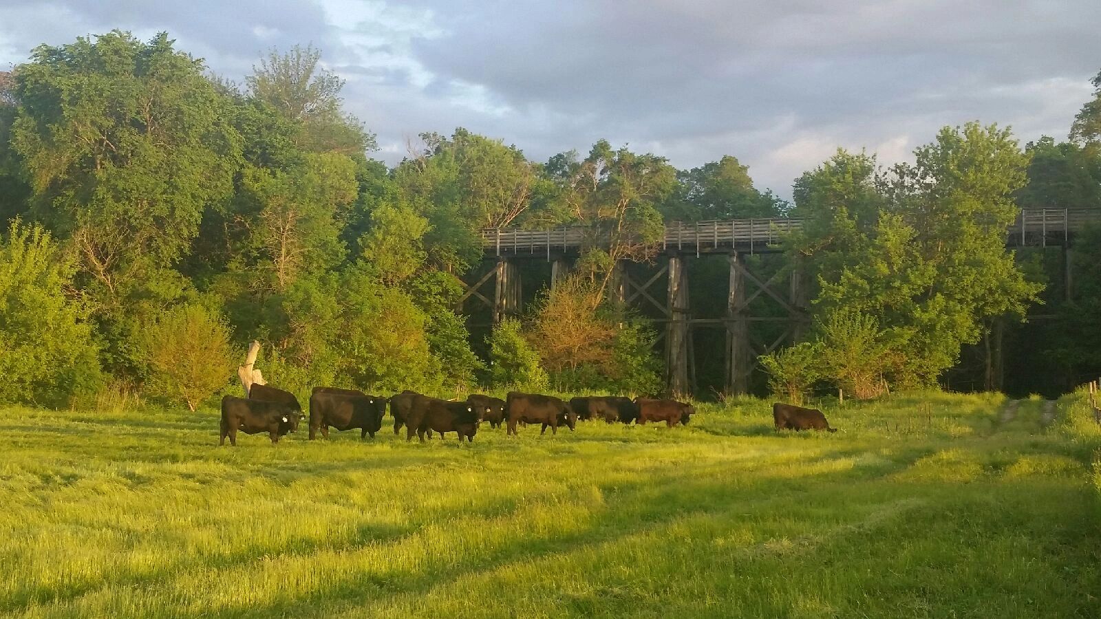 2021 Iowa Beef Expo | Marks Family Purebreds, L.L.C.