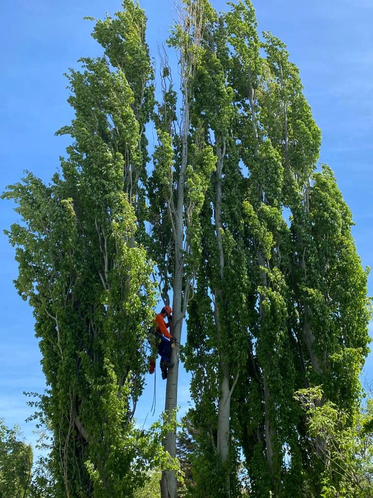 Buzz Cut Tree Service - Tree Removal - St. Albert | Edmonton | Sherwood ...