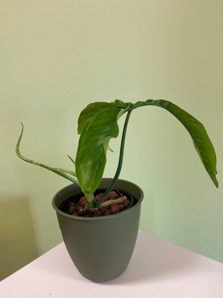 Philodendron 69686