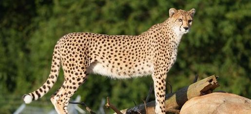 Run for Wildlife 10k | Runforwildlife