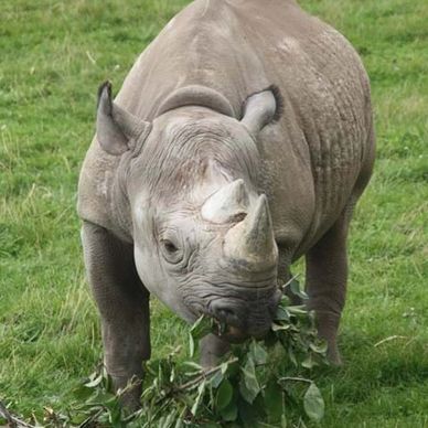 Focus animals | Runforwildlife