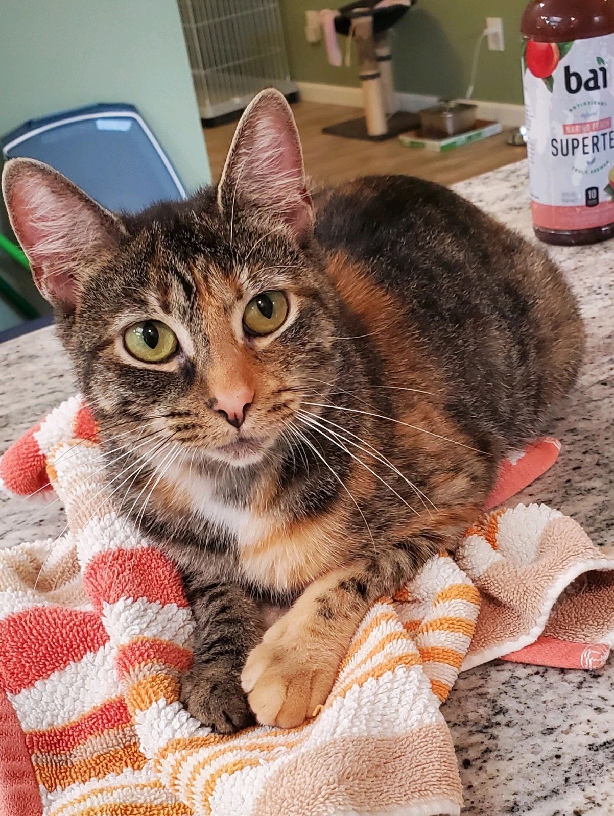 Foster-Based Rescue - Angel Wings Kitty Sanctuary