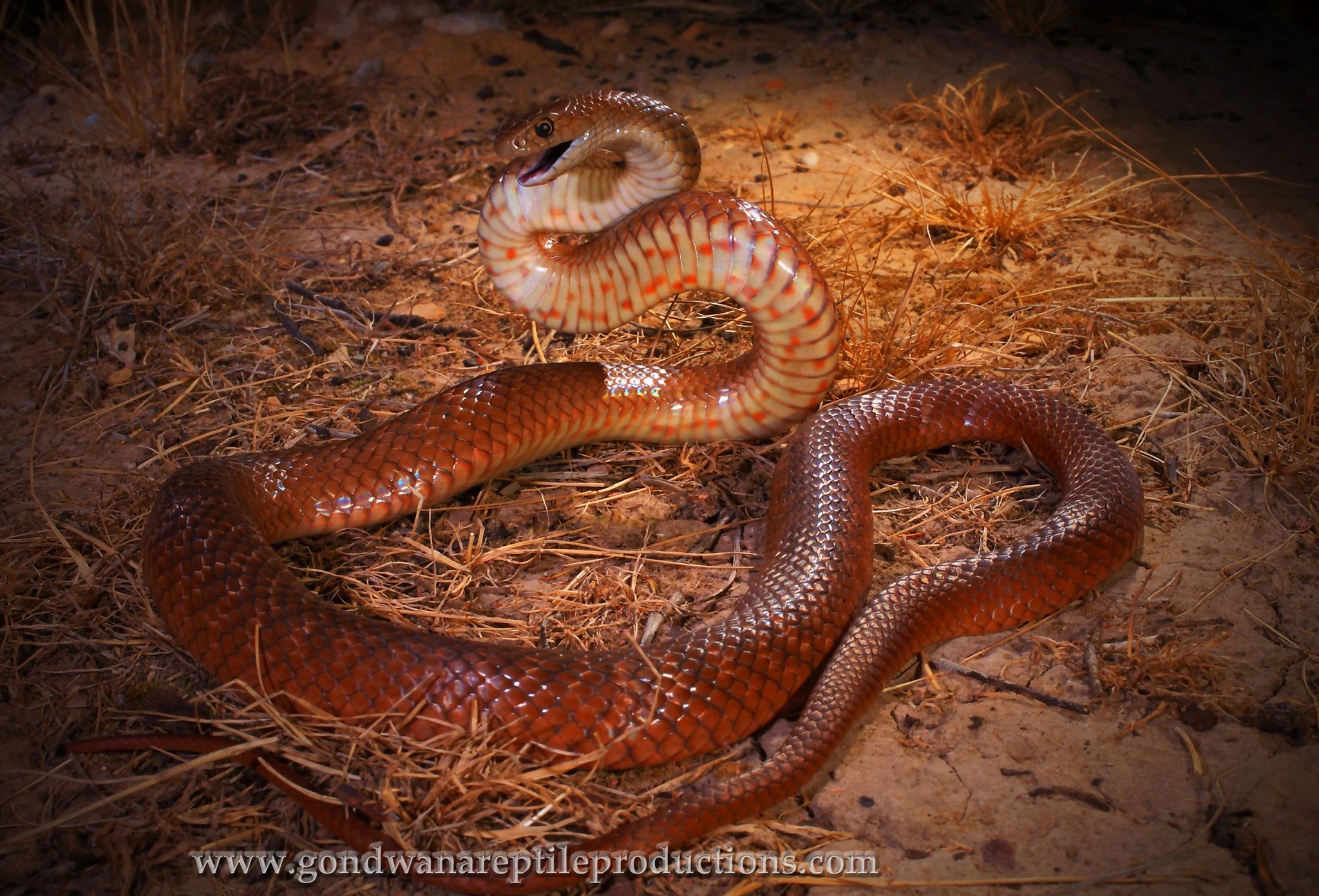 Australian Reptile Images by Rob Valentic