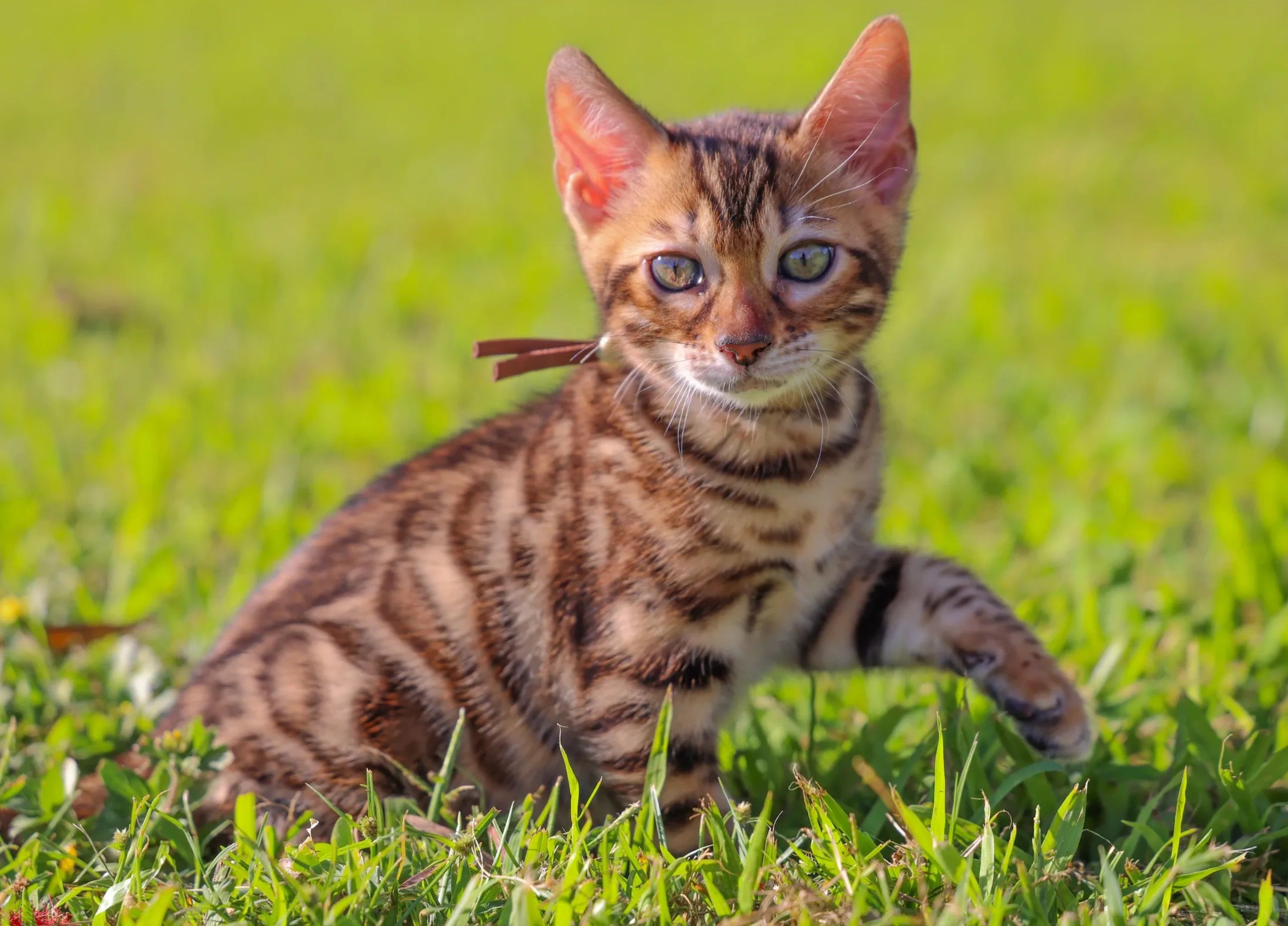 Bengal Kittens for Sale - Find Your Perfect Companion