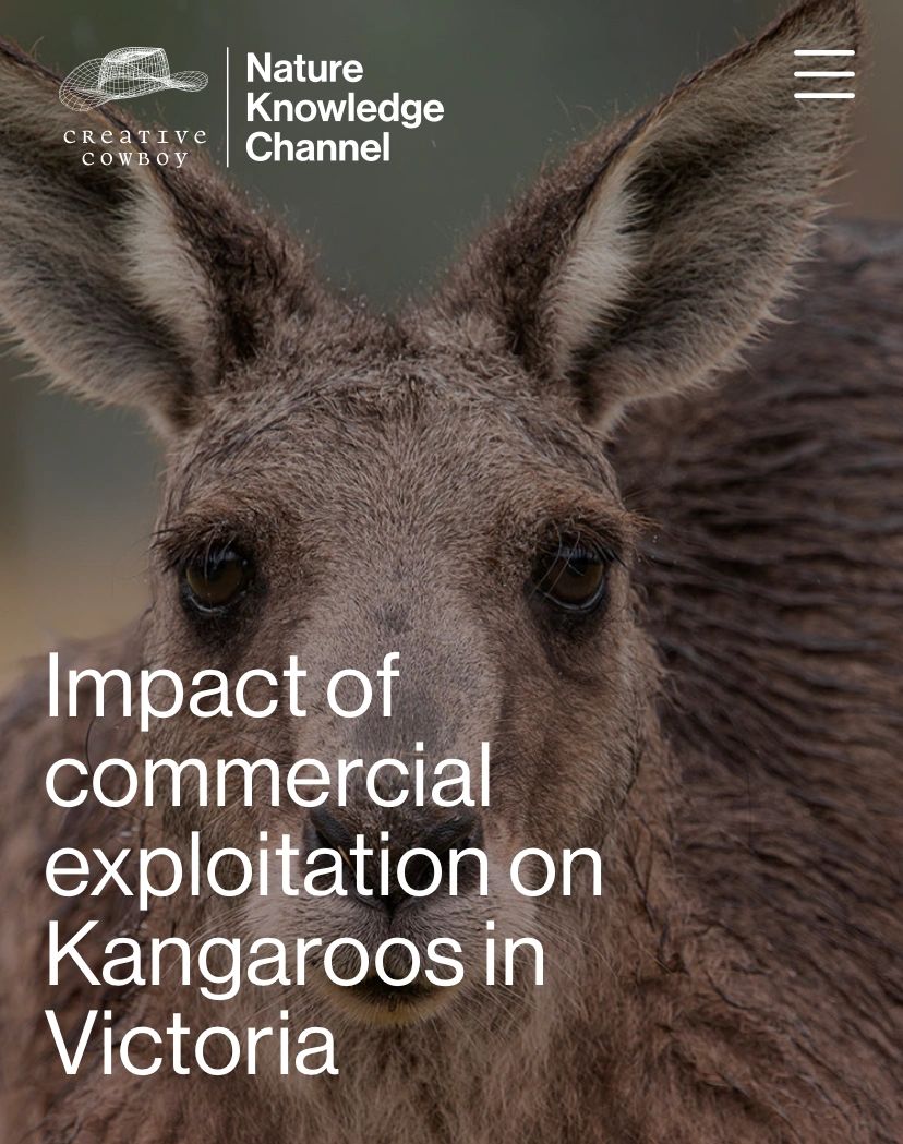 IMPACT OF VICTORIAN KANGAROO TRADE