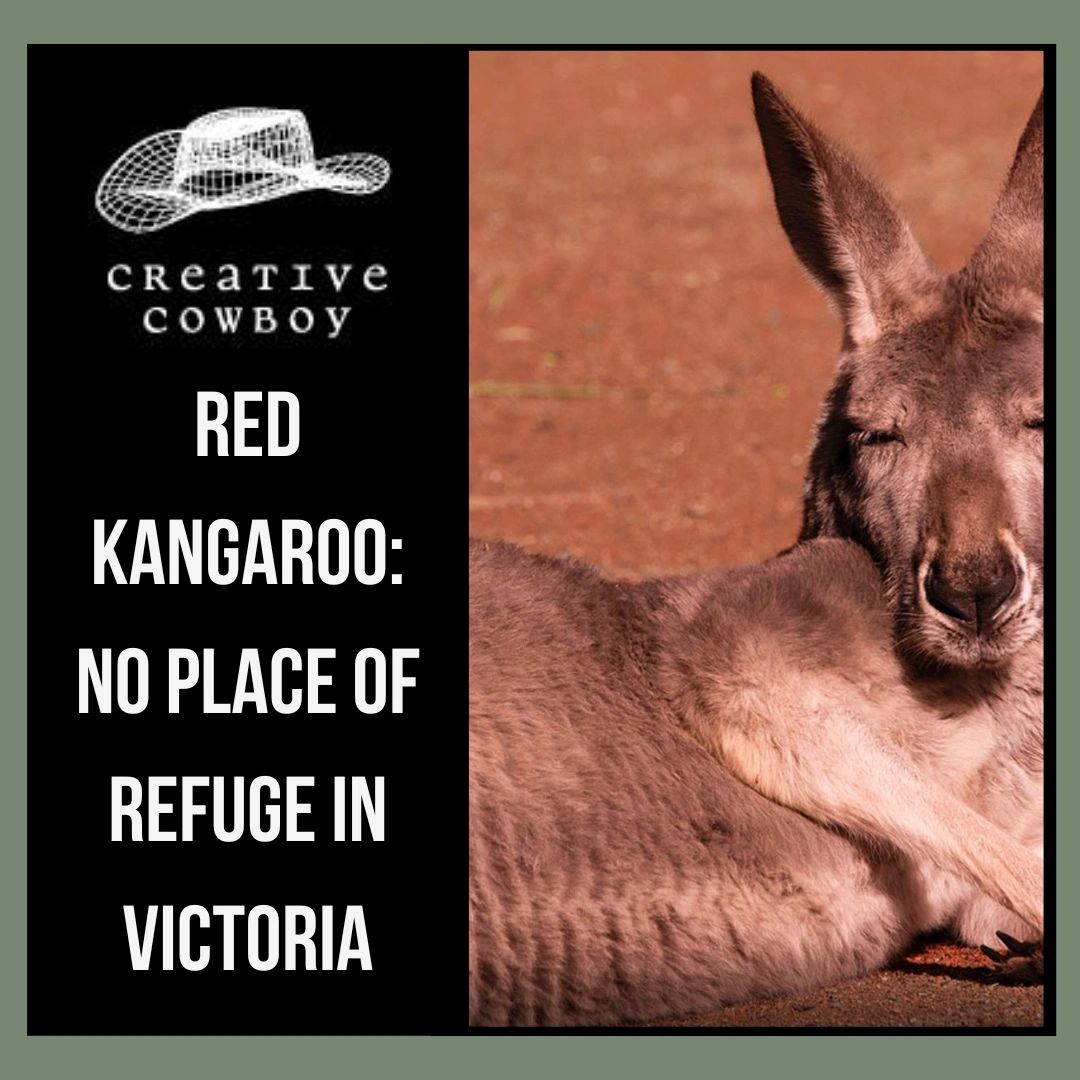 VICTORIAN RED KANGAROOS IN PERIL