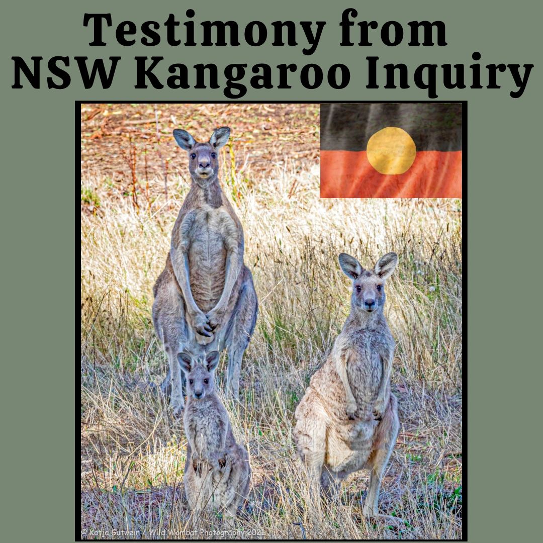 TESTIMONY FROM THE NSW KANGAROO INQUIRY