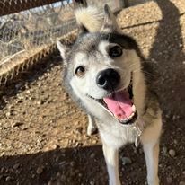 Prairie Rose Boarding Kennels