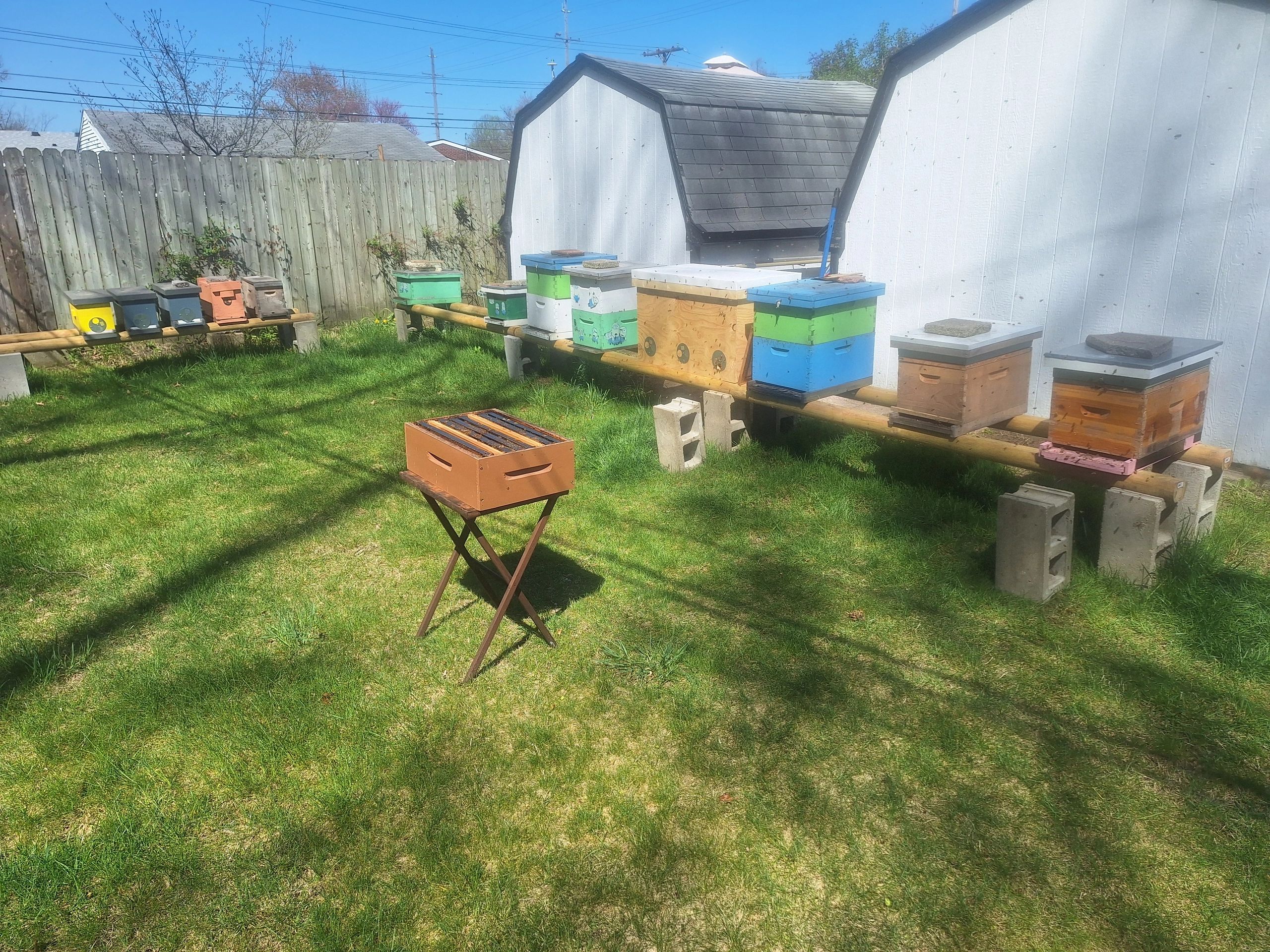 About | operationhoneybees.org