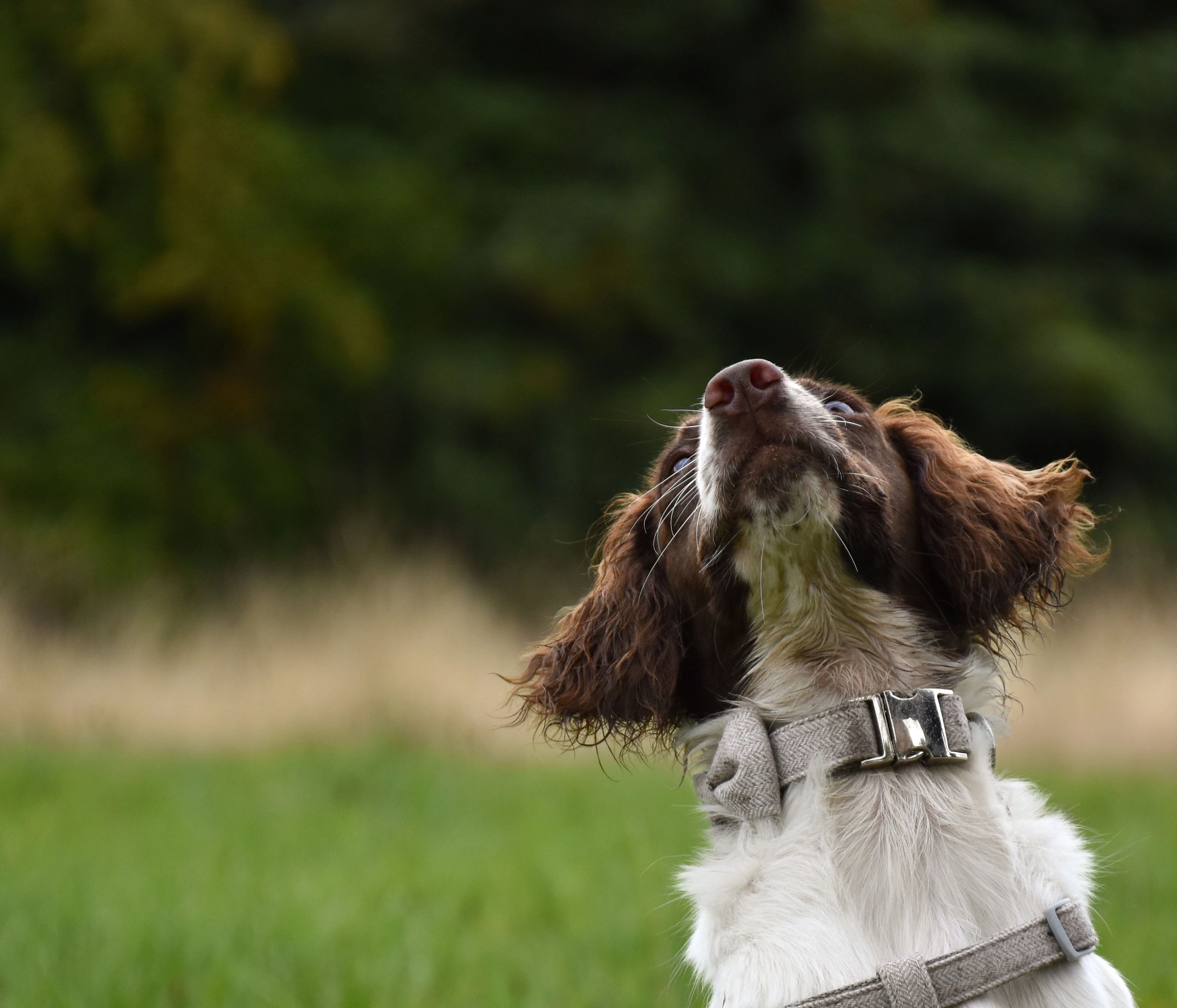Maple & Tweed - Dog Collar, Dog Lead, Dog Harness., Dog Accessories