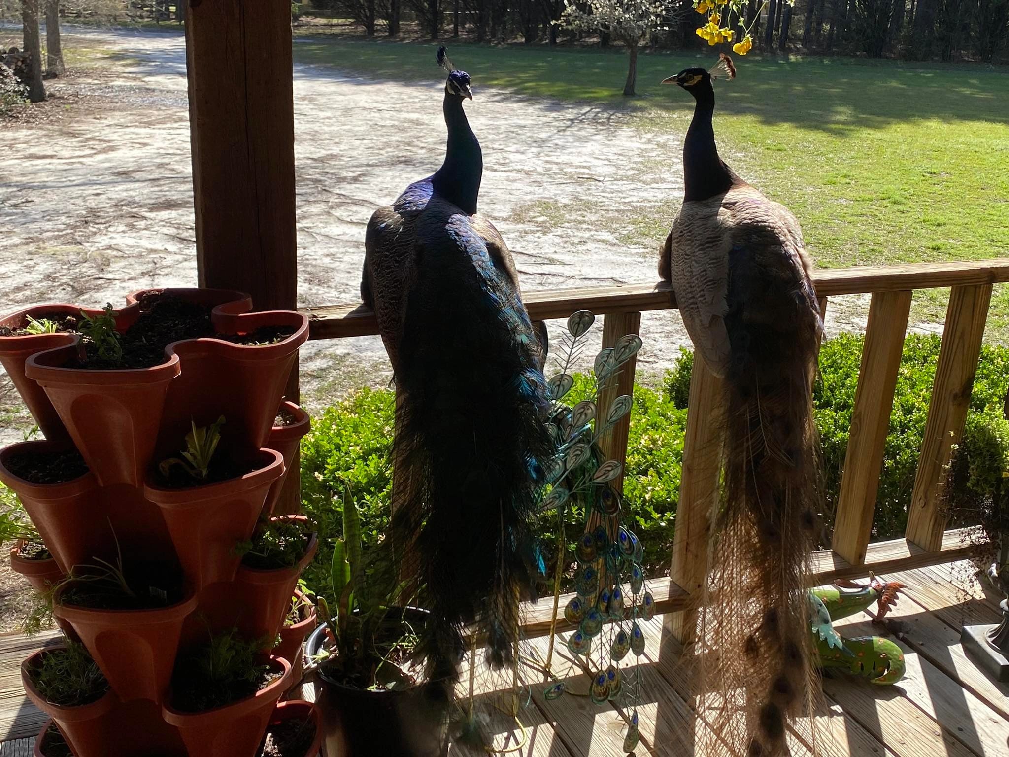 Earl The Elusive Peacock of Middle Georgia
