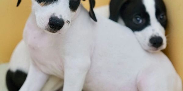 Adopt a Dog - Association for Abandoned Animals (AAA Malta)