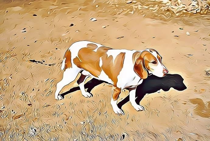 The Story of Linda, the tal-Kacca dog.