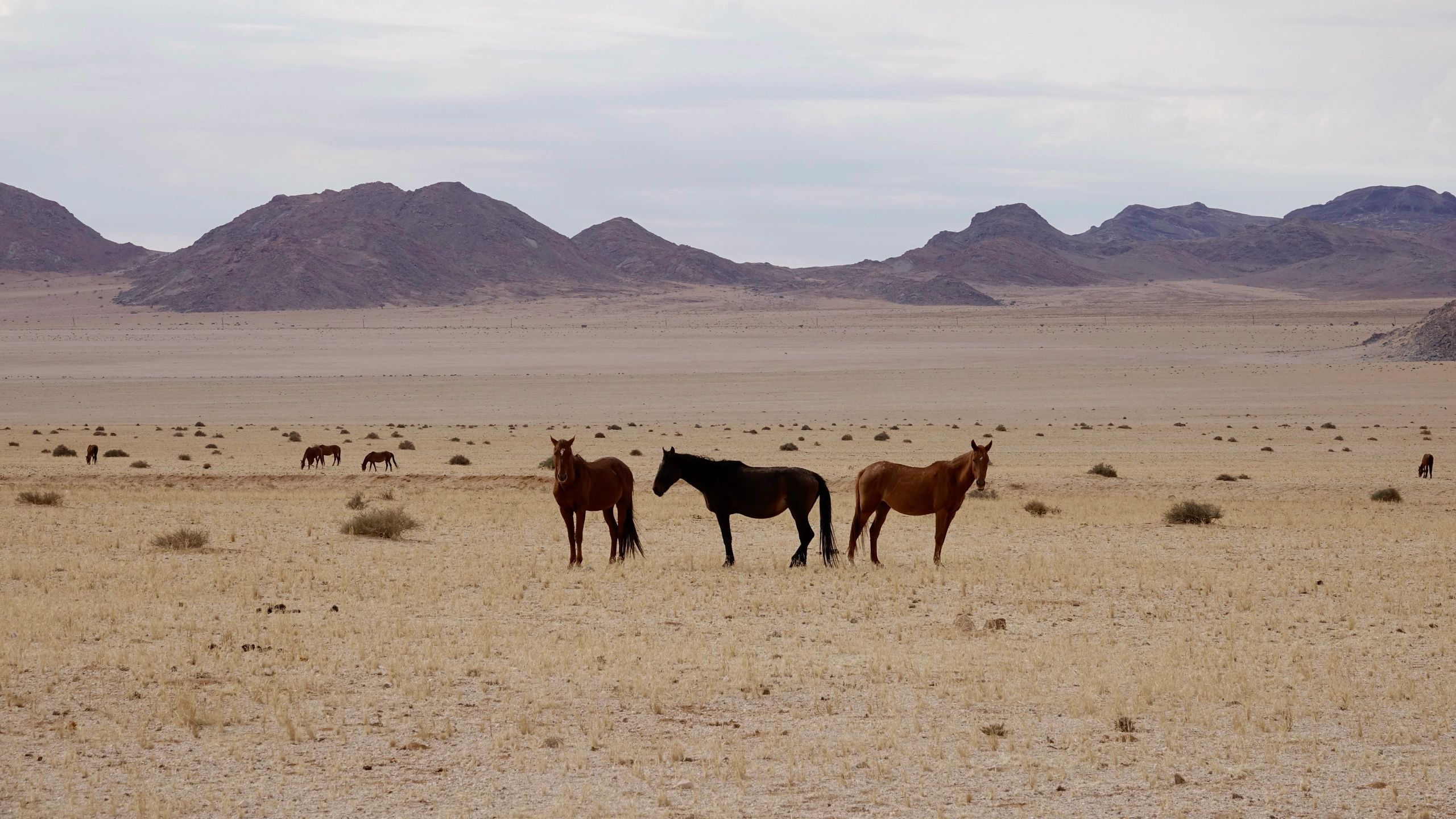 The Integrated Shadow