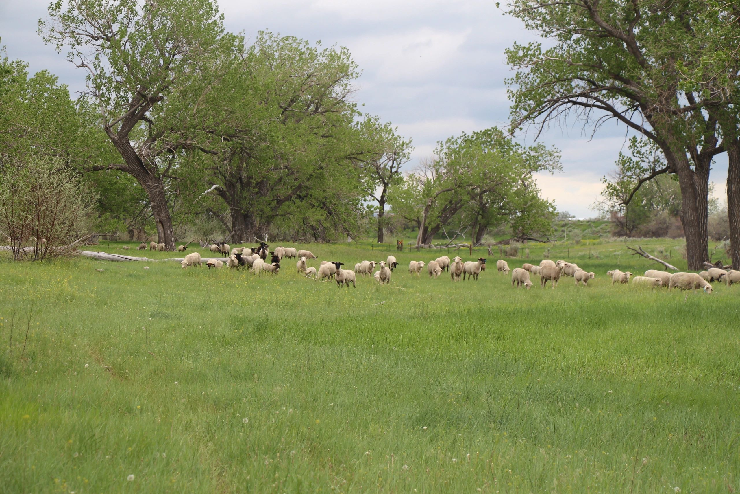 Yellowstone River Farms
