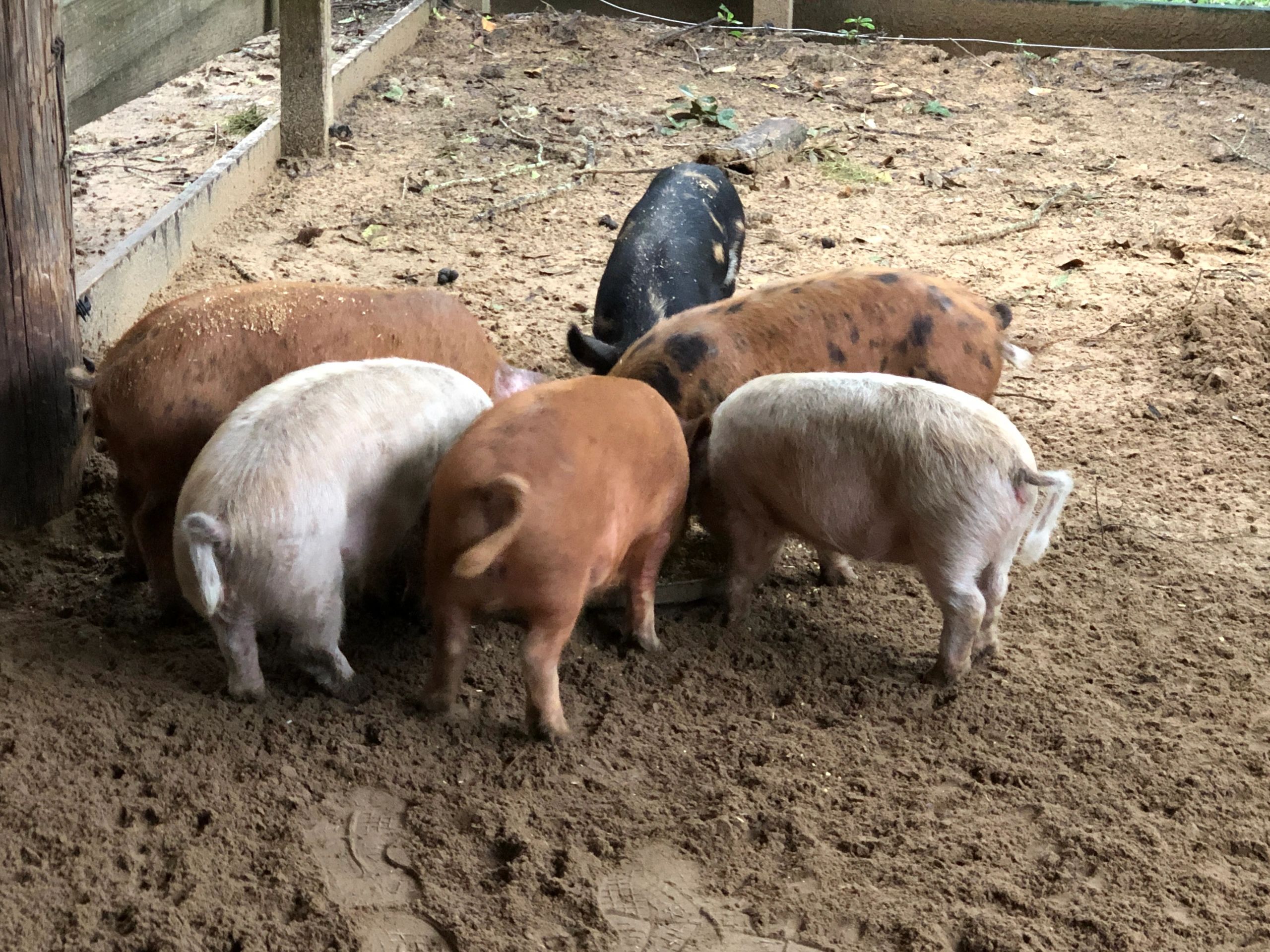 Idaho Pastured Pig Florida