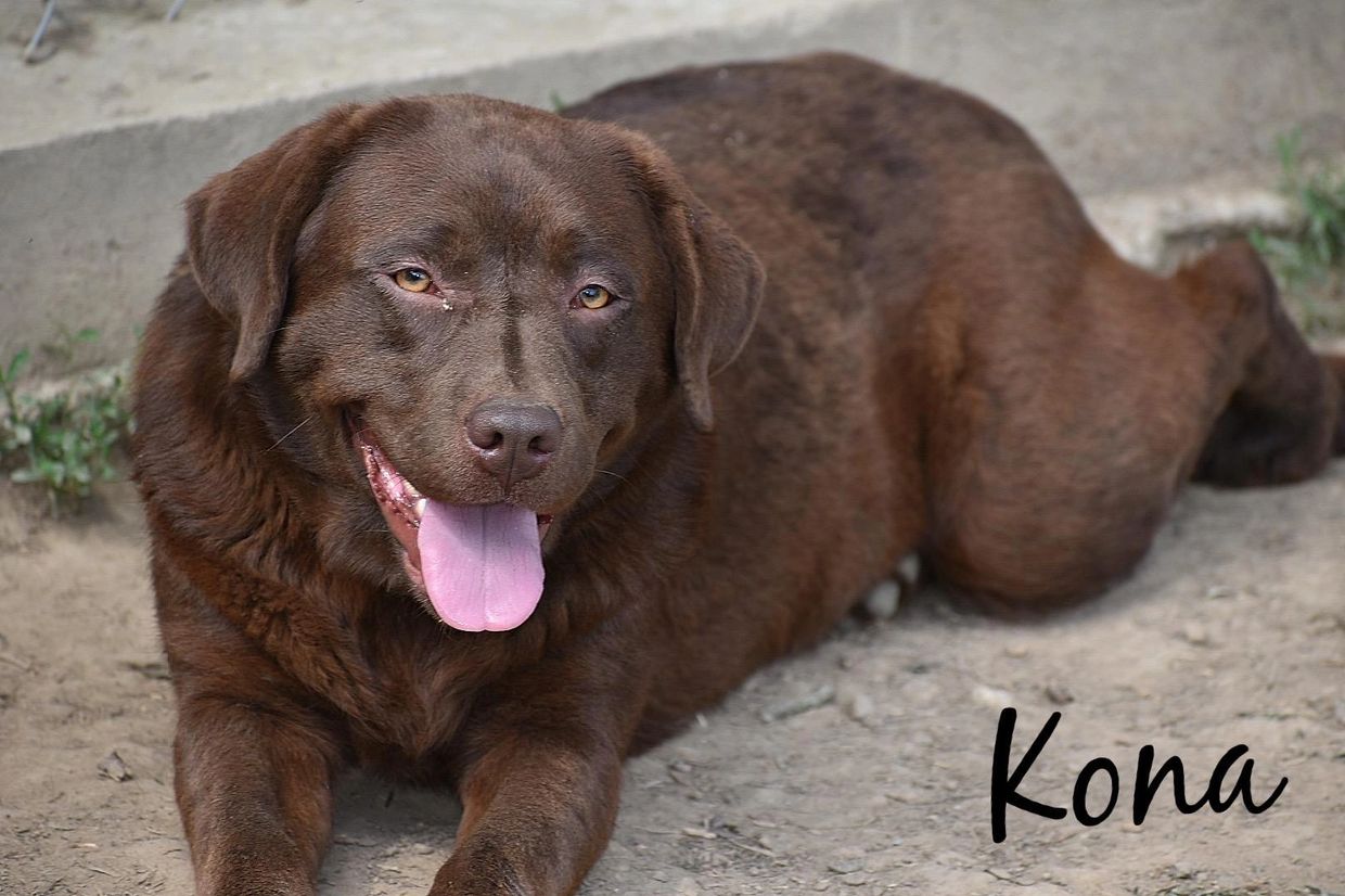 Female Labradors - Silver Mist Labradors