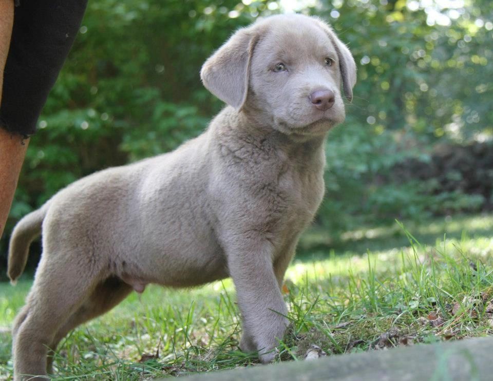 Silver Mist Labradors OFA & Health Testing Champion Labs for sale