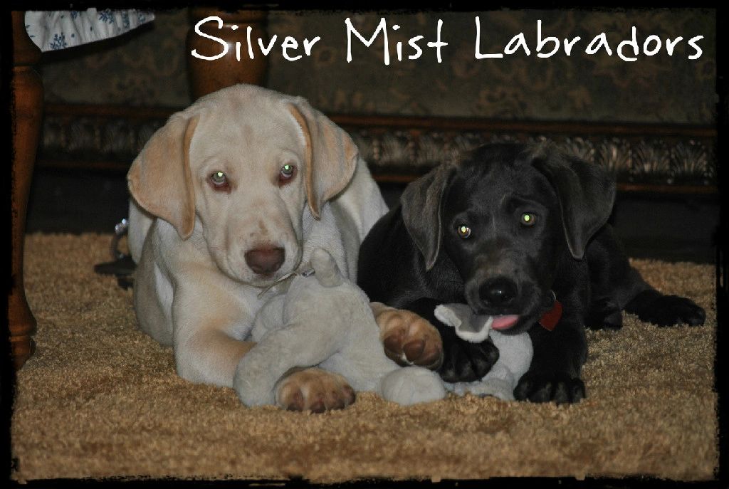 Silver Mist Labradors OFA & Health Testing Champion Labs for sale