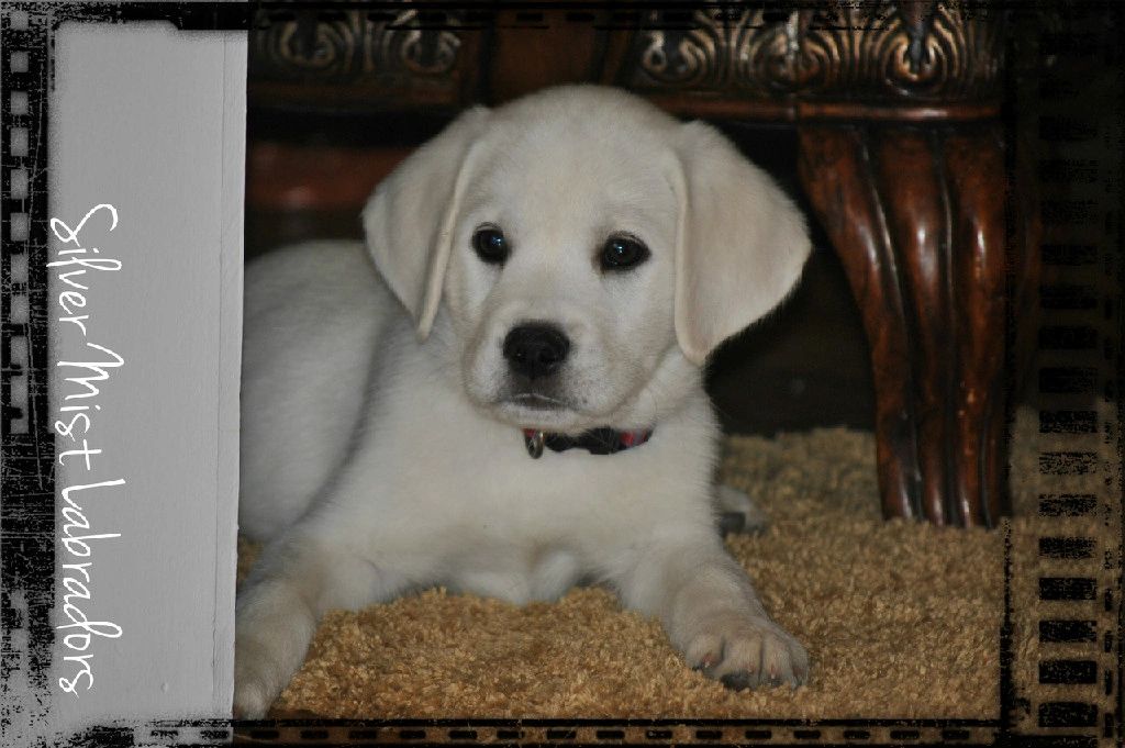 Silver Mist Labradors OFA & Health Testing Champion Labs for sale