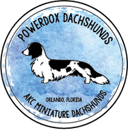Powerdox Dachshunds - Dachshund Puppies, Dachshund Breeder