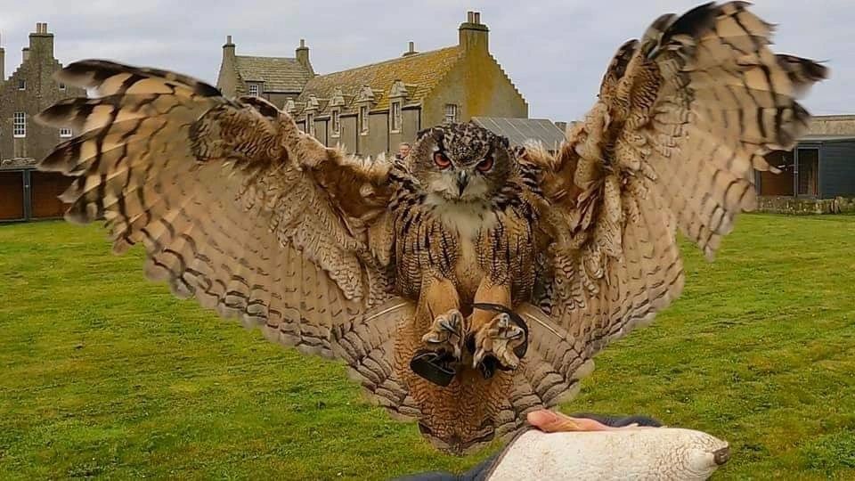 Skaill House Falconry - Bird of Prey, Falconry Display, Falconry