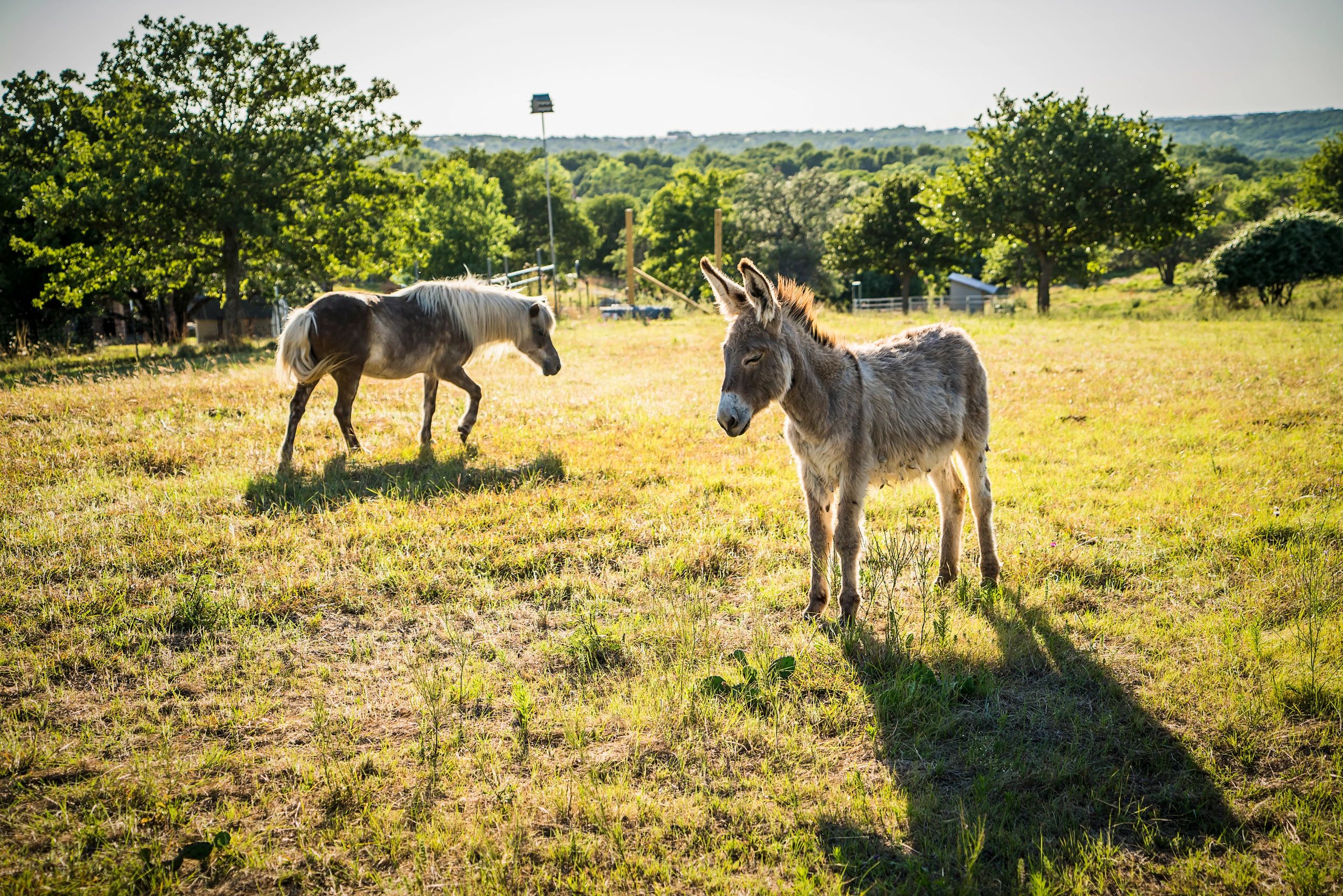 Meet the Animals | Sycamore Tree Ranch